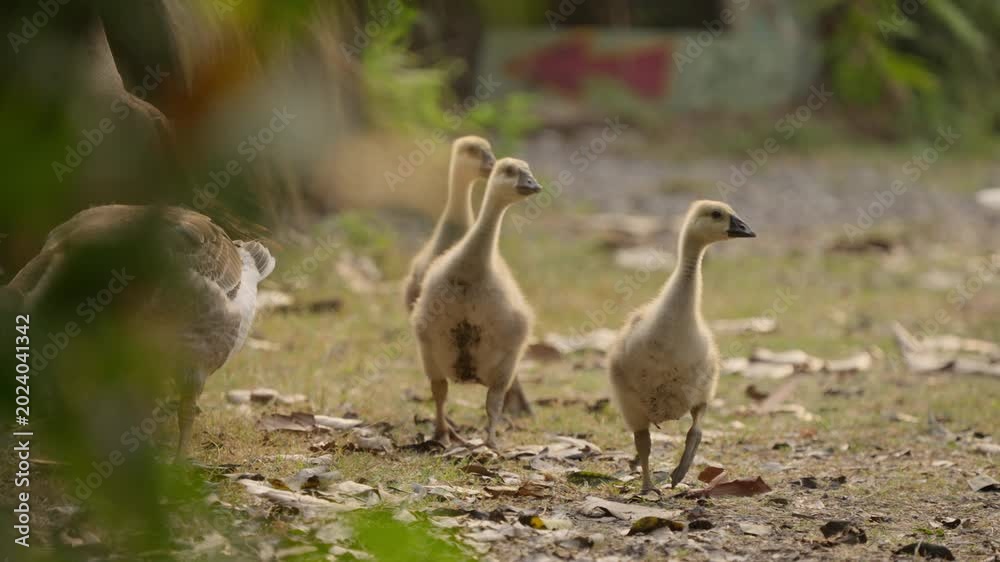 Young goose duckling bird wildlife farm animal walking ground outdoors ...