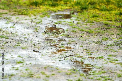 Fototapete Rough texture of wet soil and autumn leaves nach maß kaufen ...
