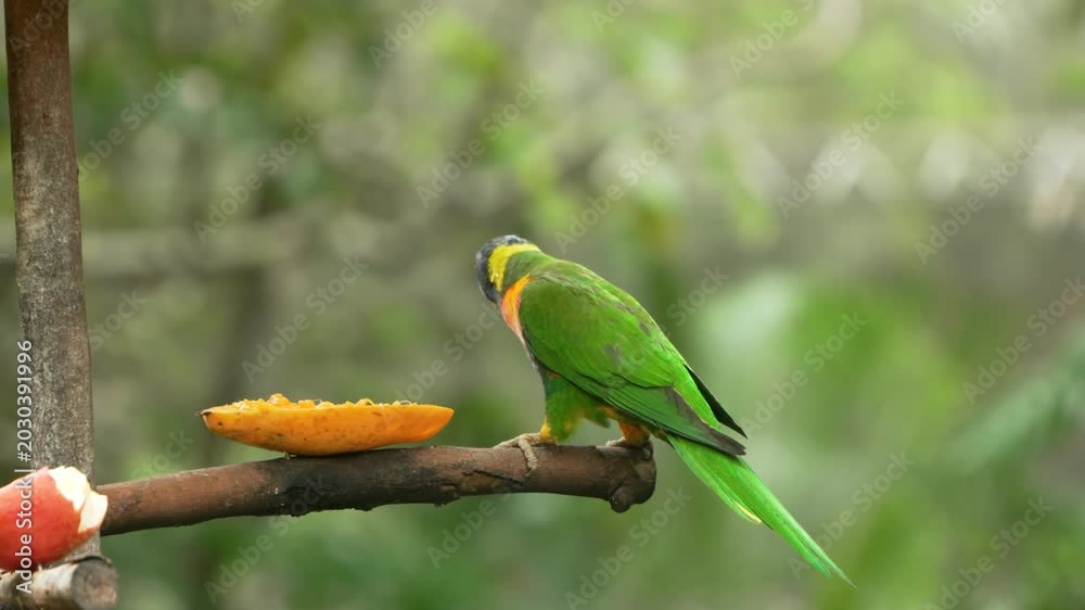 Vivid Rainbow Lorikeet with blue head and green back feeding on halved ...