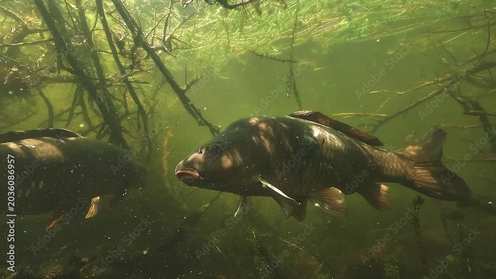 Common carp - Cyprinus carpio - swims toward the camera displaying ...