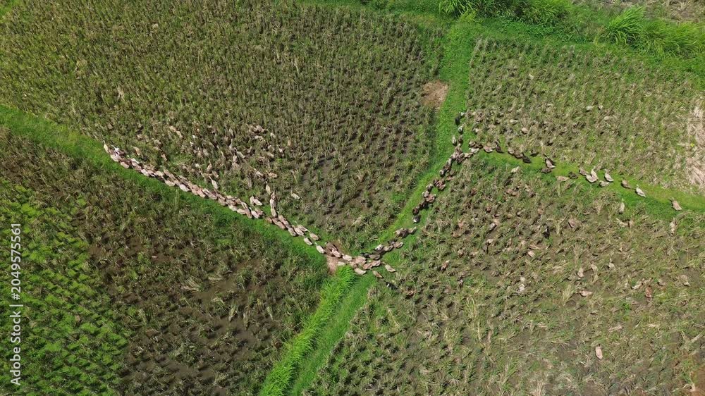 Drone footage of ducks walking in line through rice fields in Bali ...