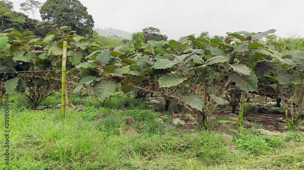 rows of mature lulo fruit bushes cultivated on a hillside farm in ...