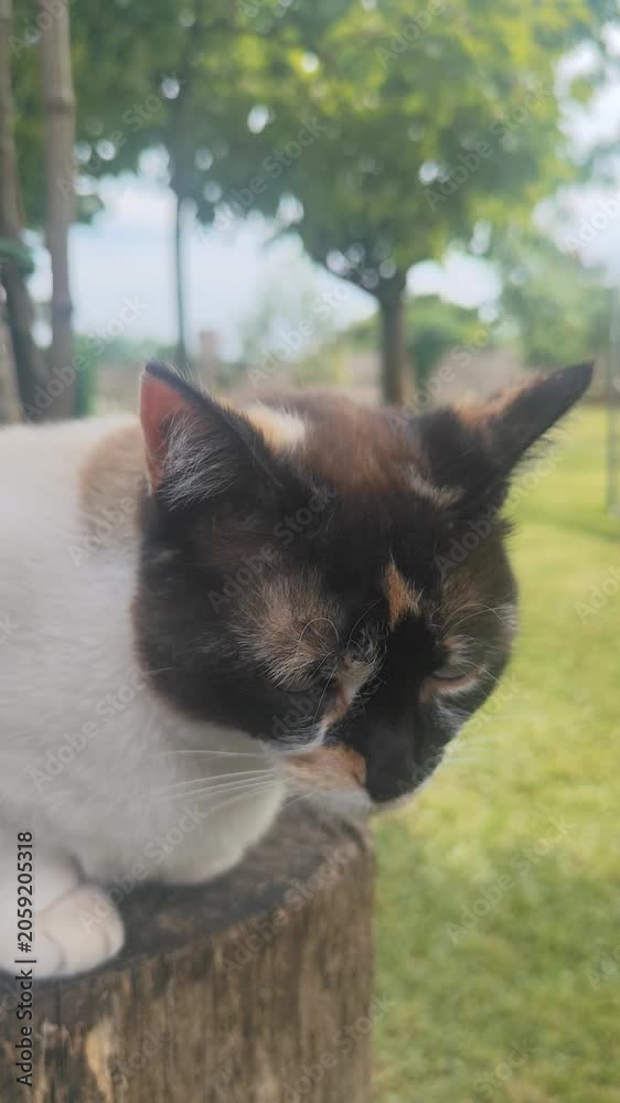 Side view of a tricolor calico cat sitting comfortably in a loaf ...