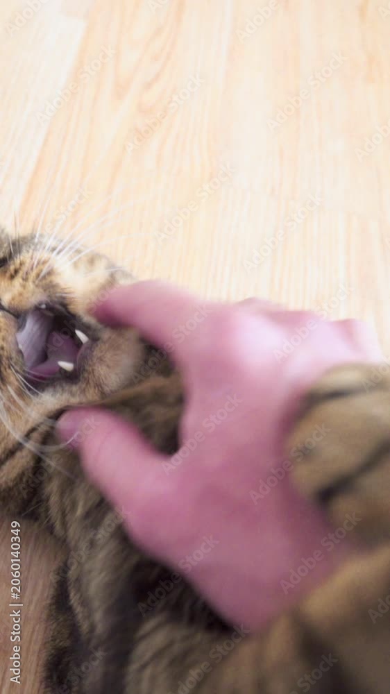Cat grabs the hand and tries to bite Stock Video | Adobe Stock